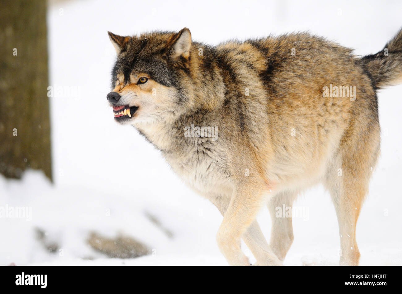 Wolf Curled Up Stock Photos & Wolf Curled Up Stock Images - Alamy