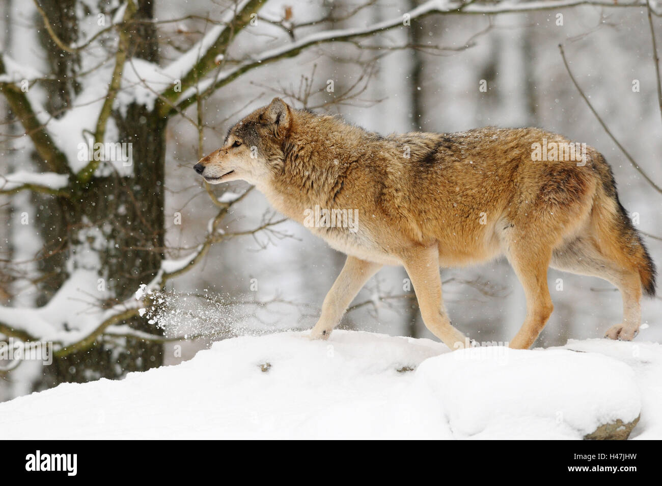 Eastern timber wolf, Canis lupus lycaon, snow, side view, run, Germany ...