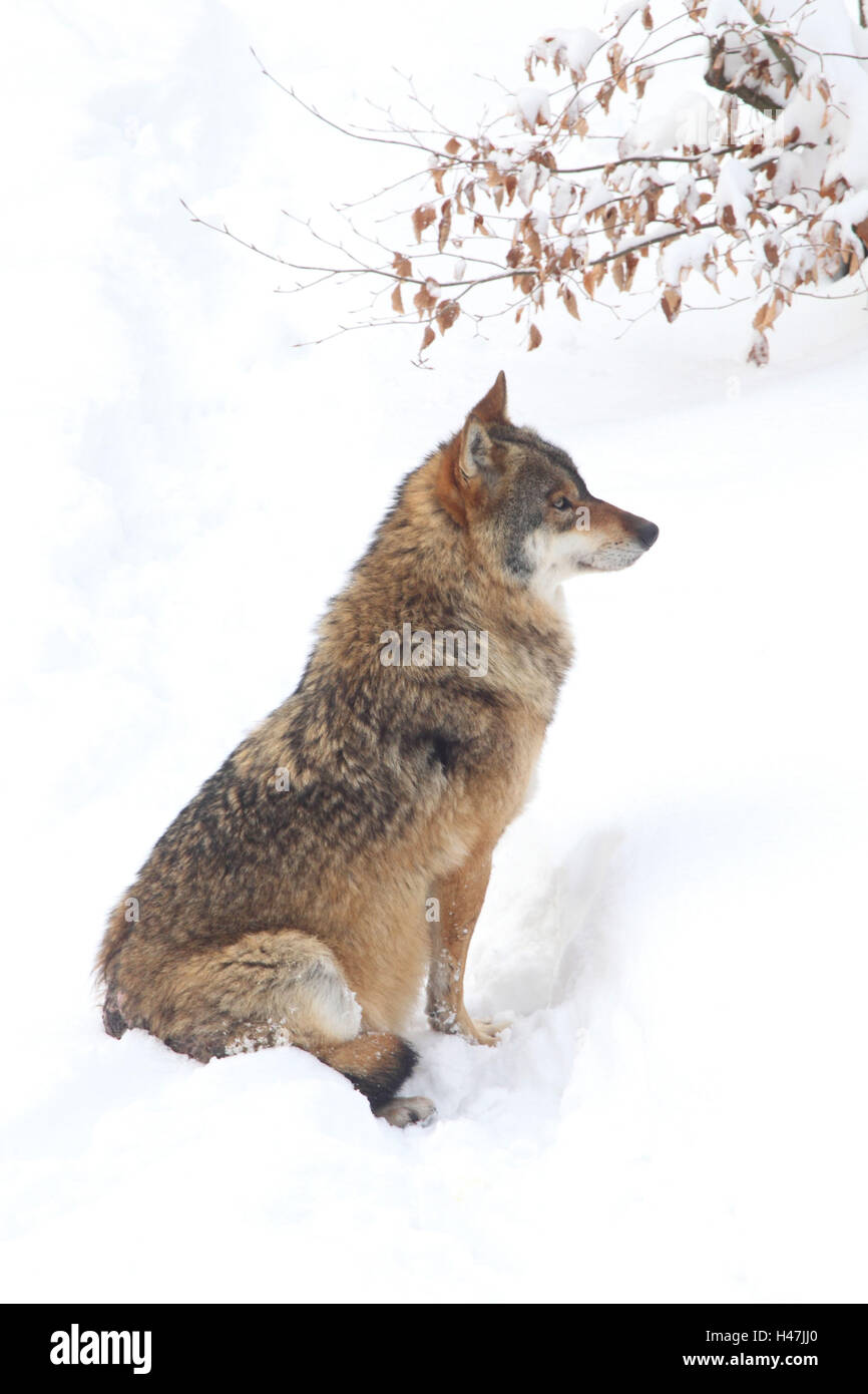 Wolf in the snow Stock Photo - Alamy