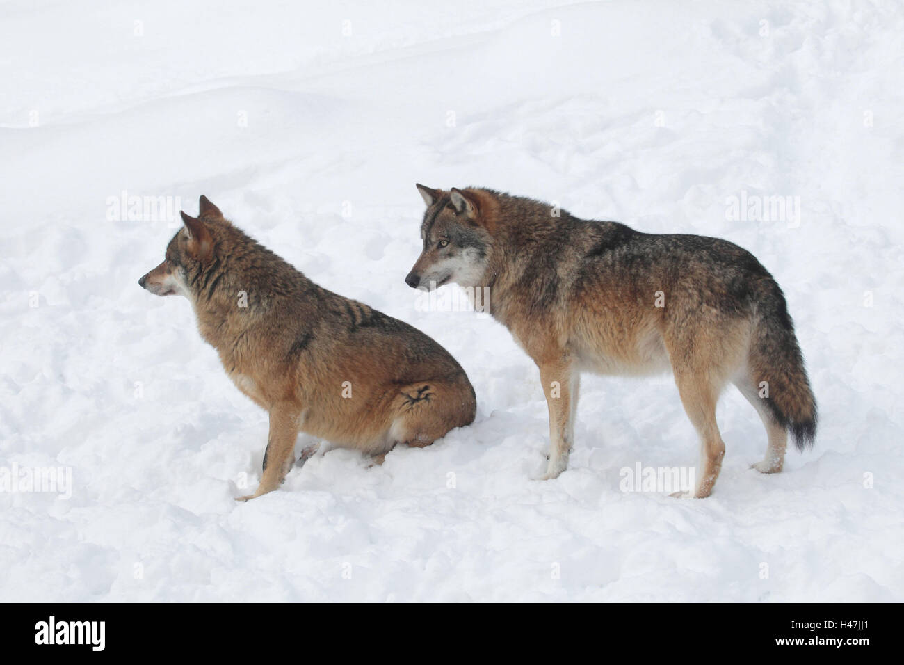 Wolves snow hi-res stock photography and images - Alamy