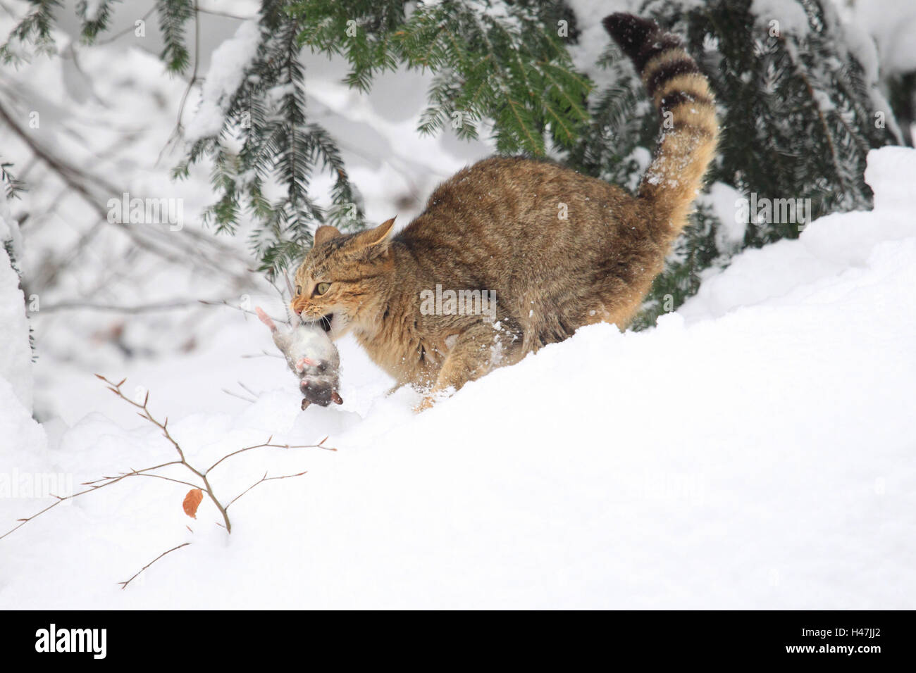 Wildcat With Prey Snow Stock Photos & Wildcat With Prey Snow Stock ...