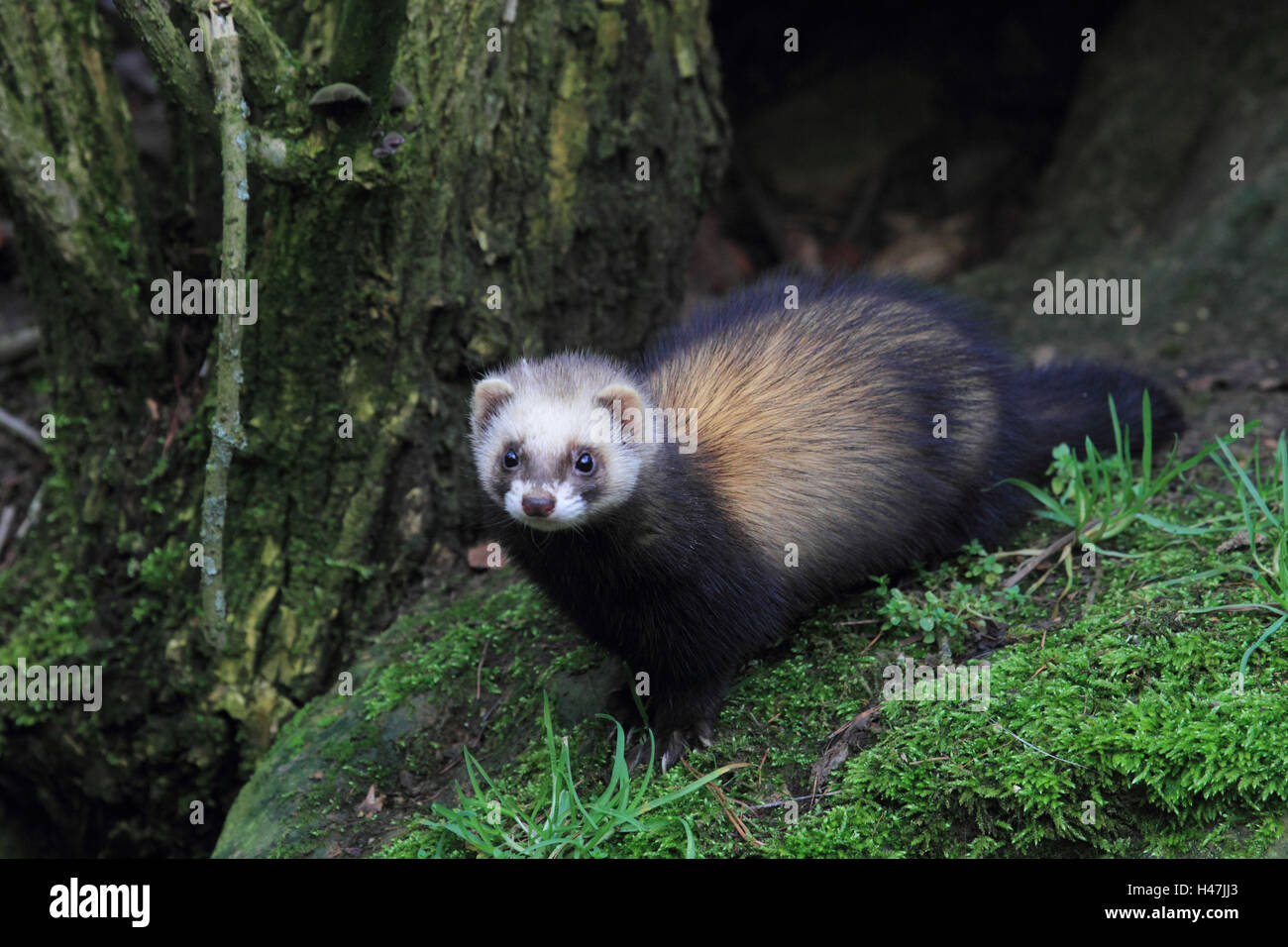 Ferrets High Resolution Stock Photography and Images - Alamy
