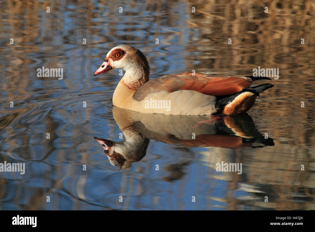 Nile goose hi-res stock photography and images - Alamy