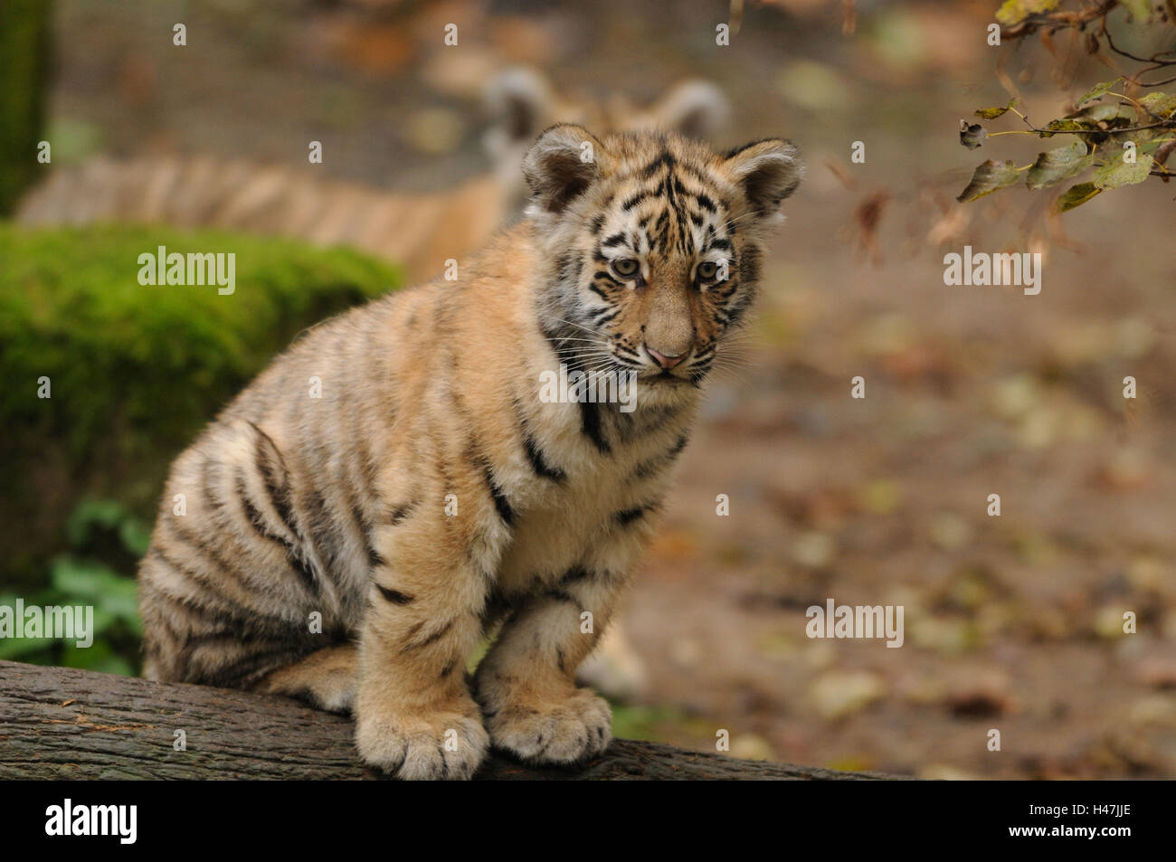 Siberian tiger, Panthera tigris altaica, young animal, side view, sit ...