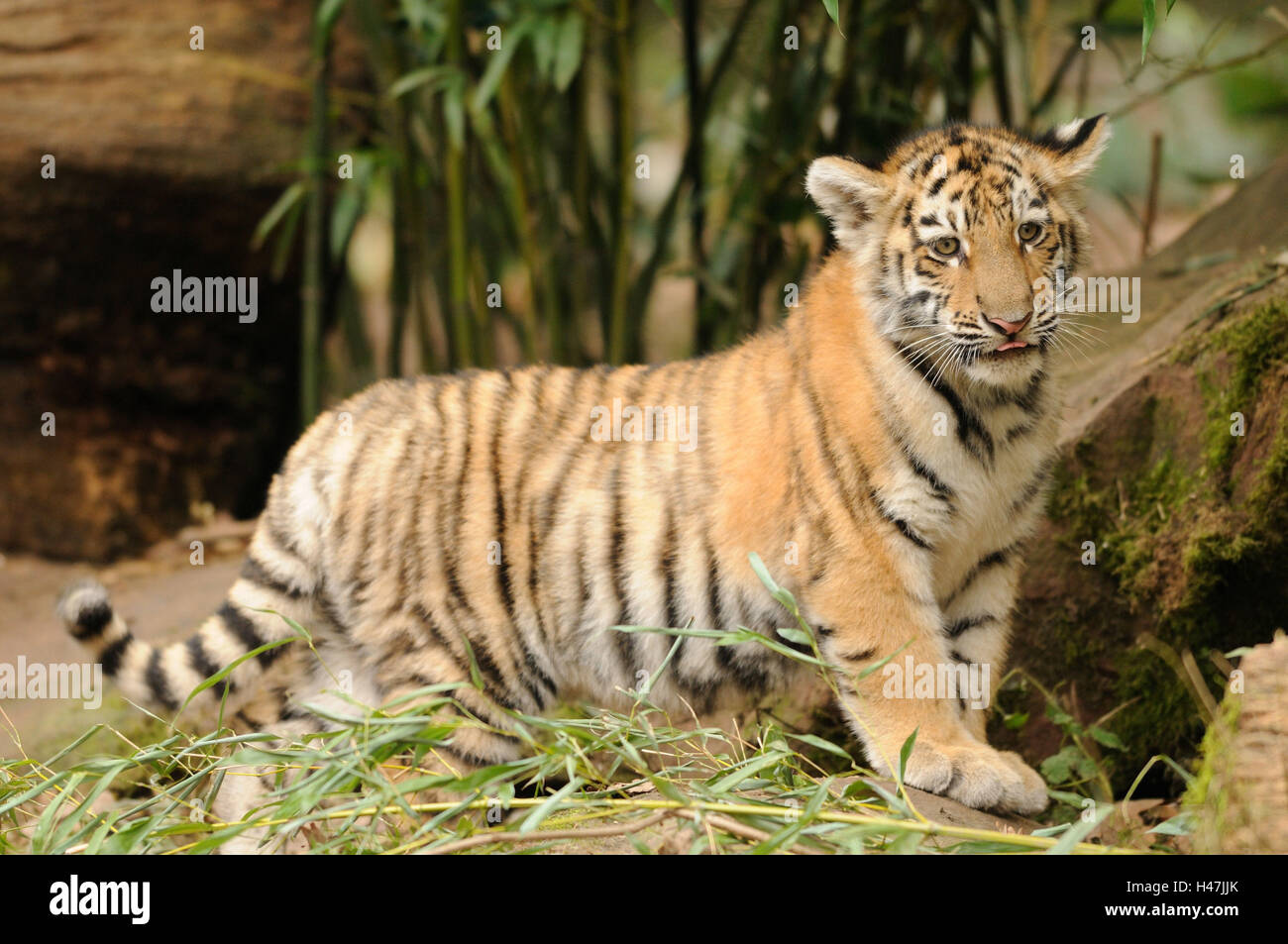 Siberian tiger, Panthera tigris altaica, young animal, side view, stand ...