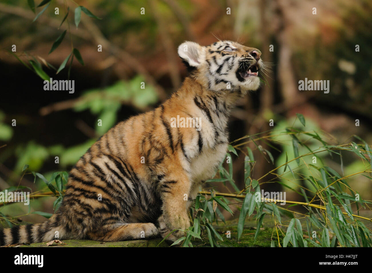 Siberian tiger, Panthera tigris altaica, young animal, side view, sit ...