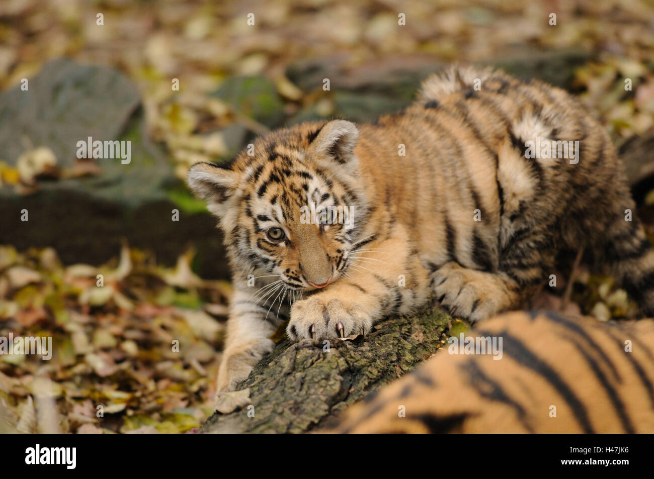 Siberian tiger, Panthera tigris altaica, young animal, side view, lie ...