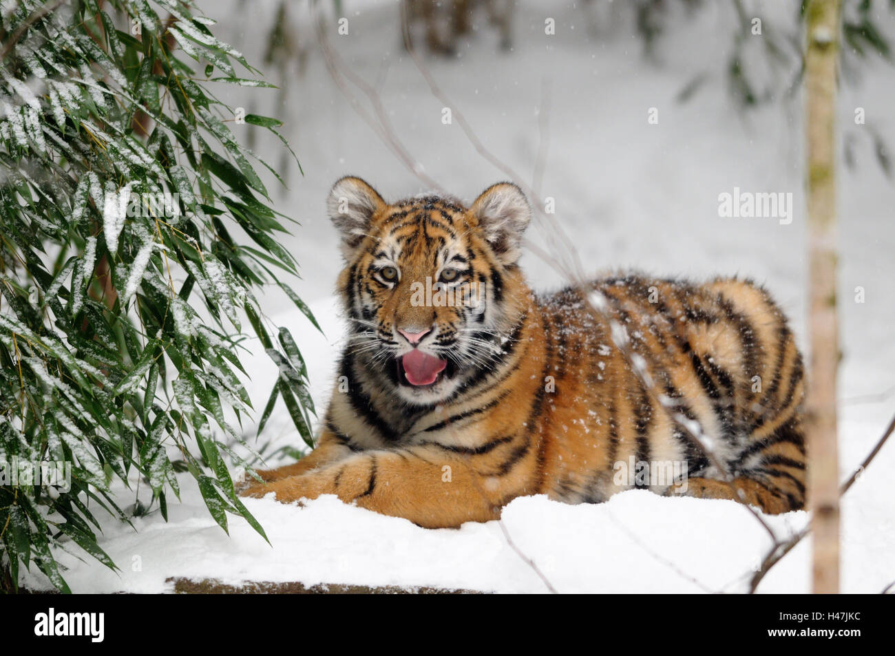 Siberian tiger, Panthera tigris altaica, young animal, snow, at the ...