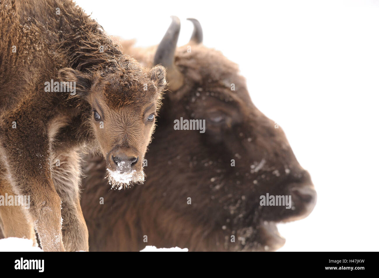 Half animal hi-res stock photography and images - Alamy