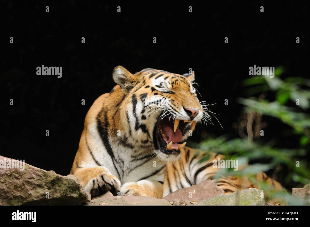 Side view tiger hi-res stock photography and images - Alamy
