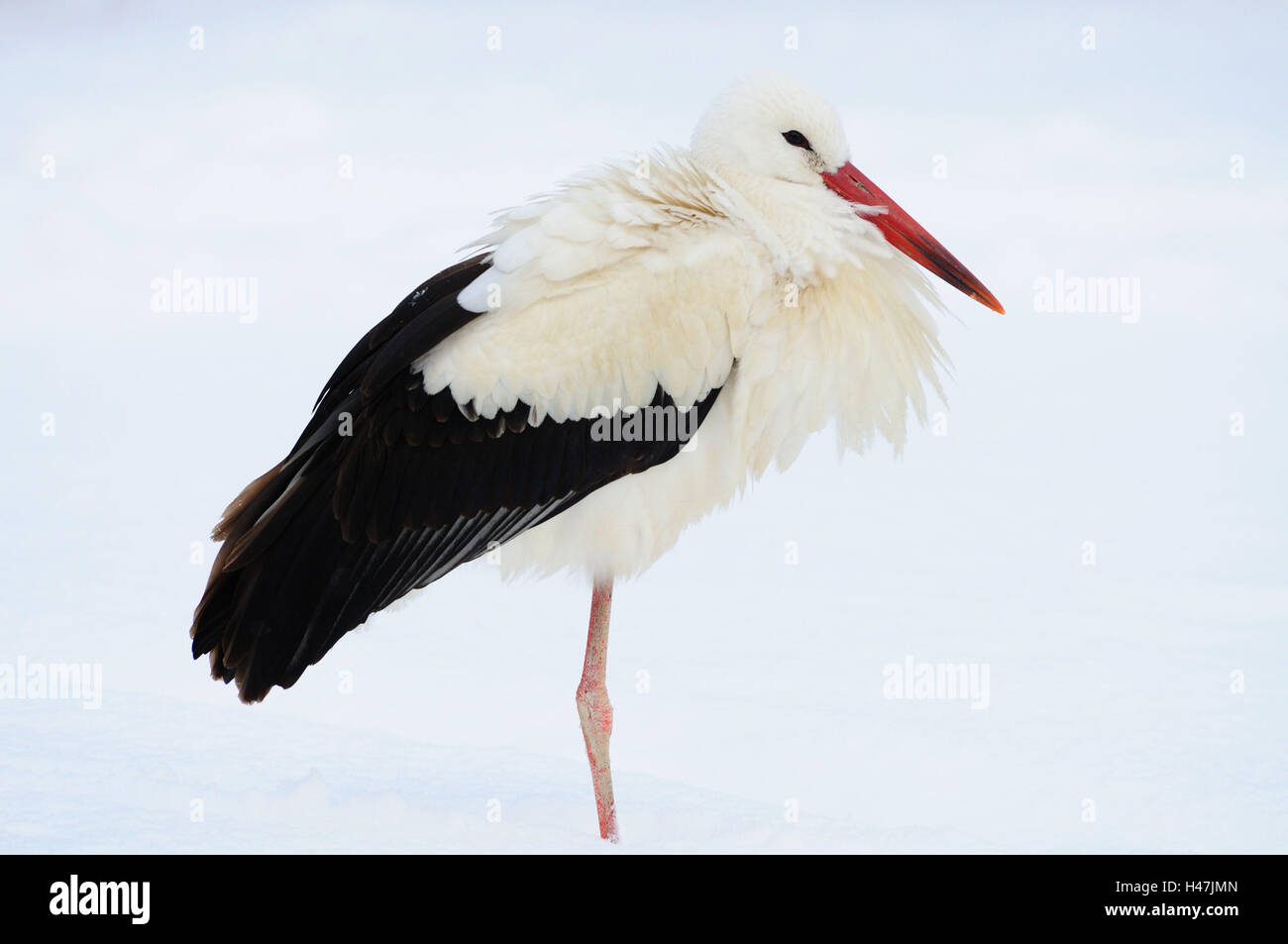 Stand bird behaviour hi-res stock photography and images - Alamy