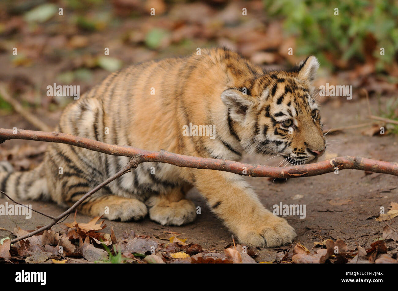 Siberian tiger, Panthera tigris altaica, young animal, side view Stock ...