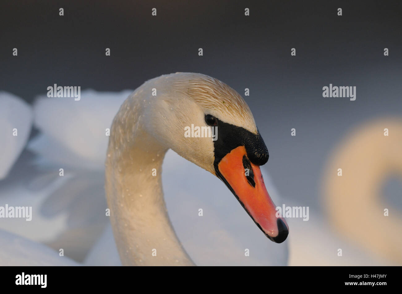 Side view swan hi-res stock photography and images - Alamy