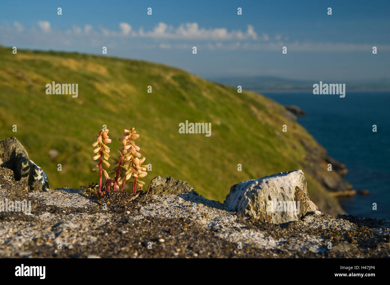 Ireland, Wicklow Coast, rock, vegetation Stock Photo - Alamy