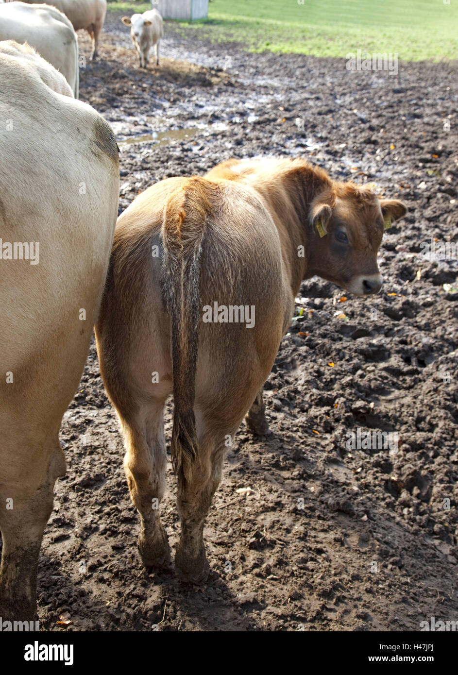 Cows Mud High Resolution Stock Photography and Images - Alamy