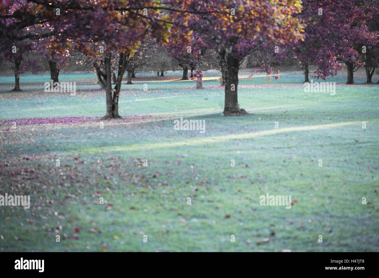 Meadow, broad-leaved trees, autumn Stock Photo - Alamy