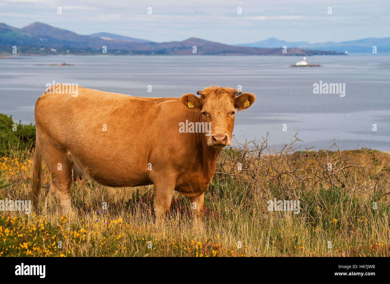 Ireland, coast, meadow, cow Stock Photo - Alamy