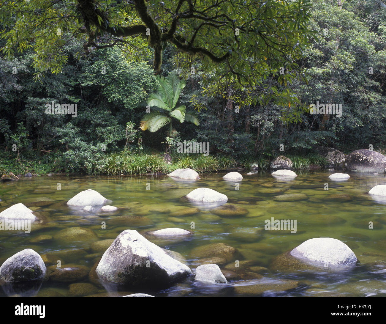 Australia, Queensland, highway Cook, Daintree, Daintree Nationwide park ...
