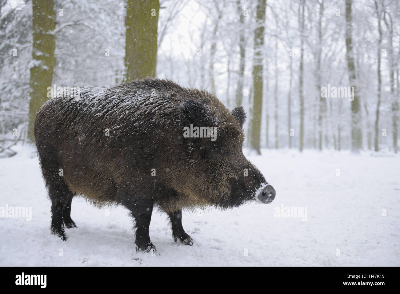 Wild boar germany 2010 hi-res stock photography and images - Alamy