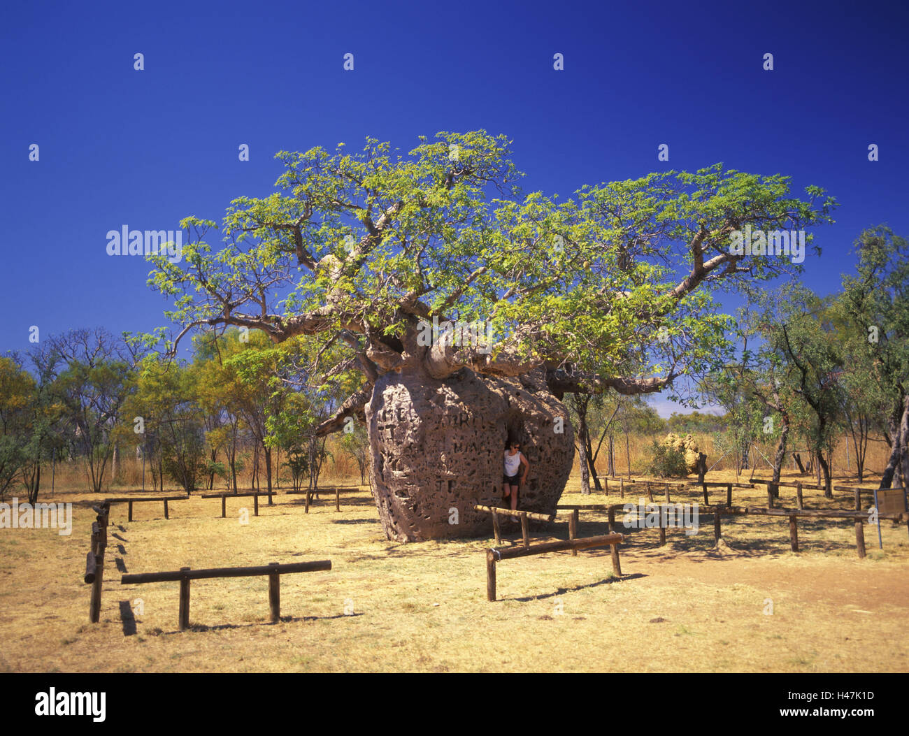 Prison boab tree hi-res stock photography and images - Alamy
