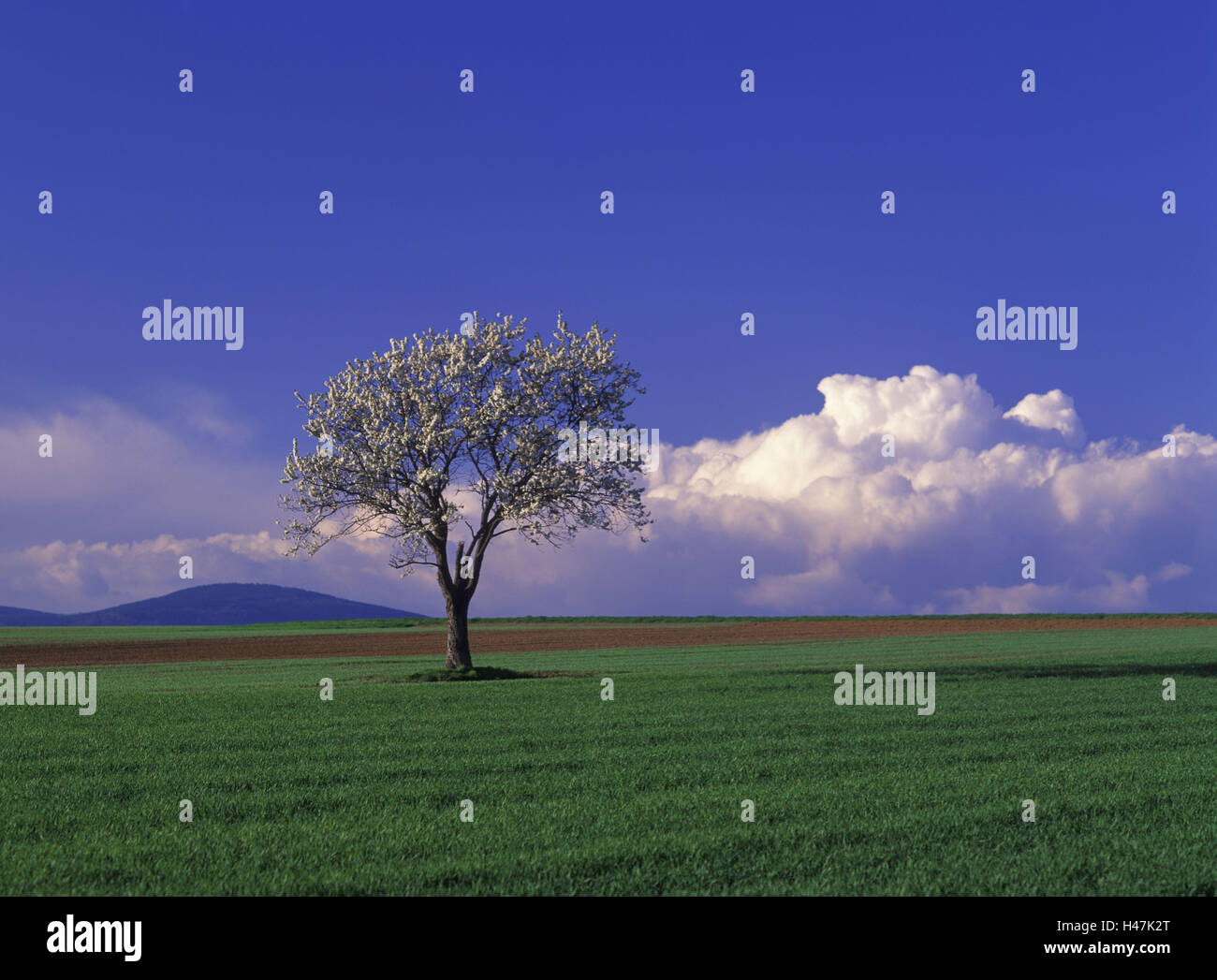 Germany, Hessen, Taunus, court home, scenery with court home Stock ...
