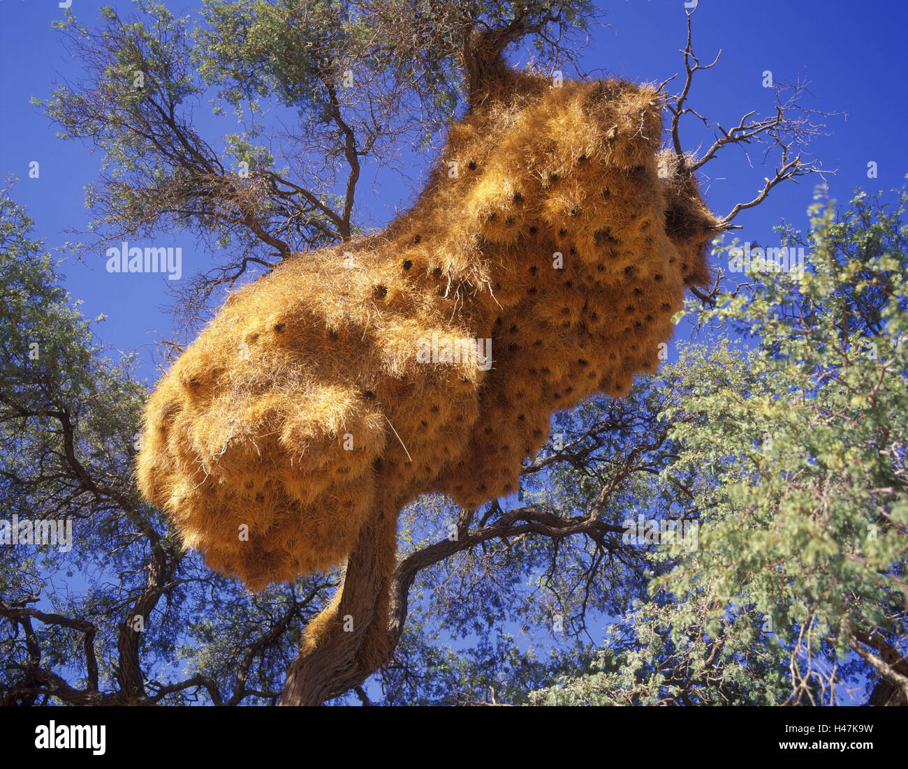 Namibia, Bethanie District, Rooirand, Helmeringshausen, acacia with ...