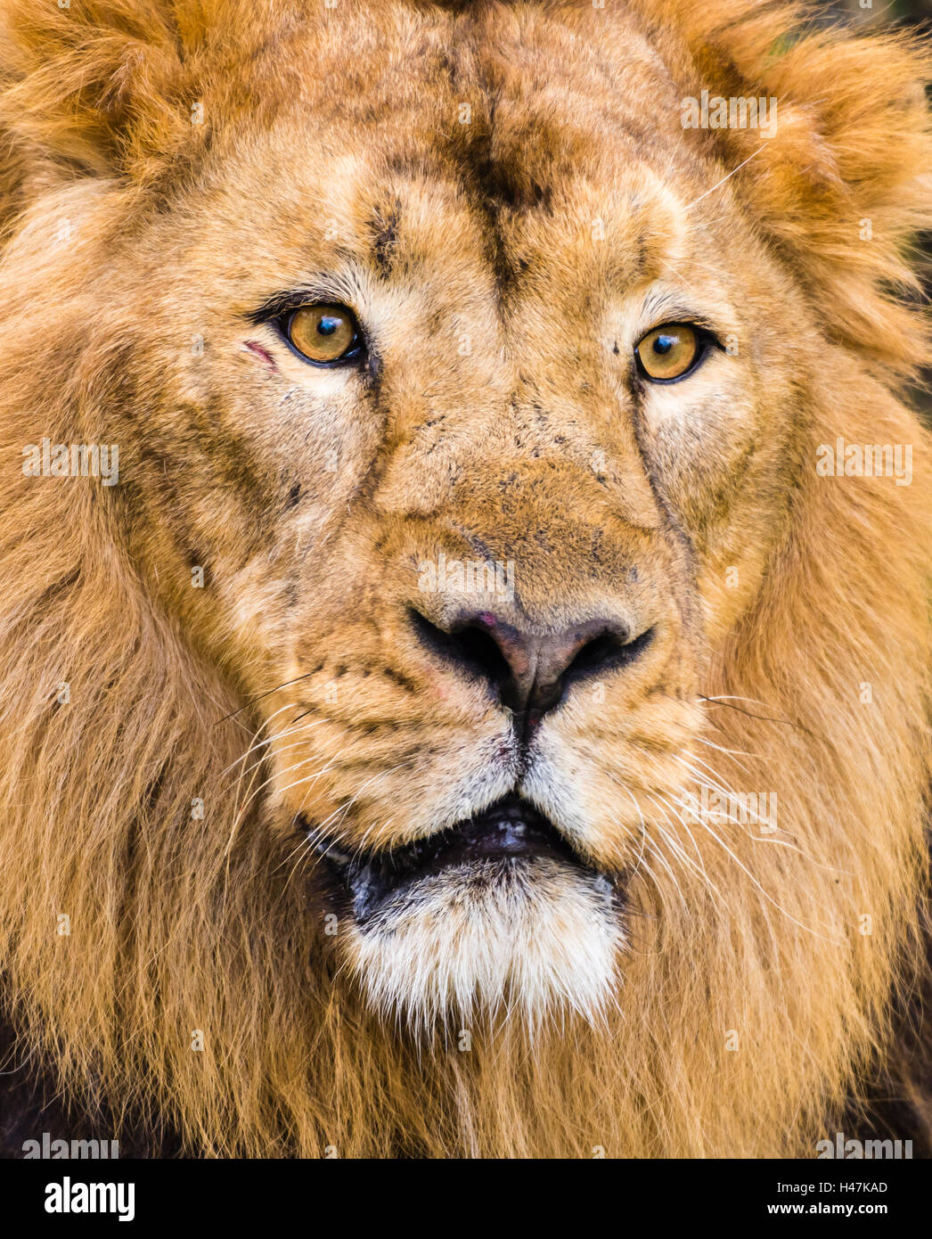 Majestic male Asiatic Lion captured in full-face in London, UK Stock ...