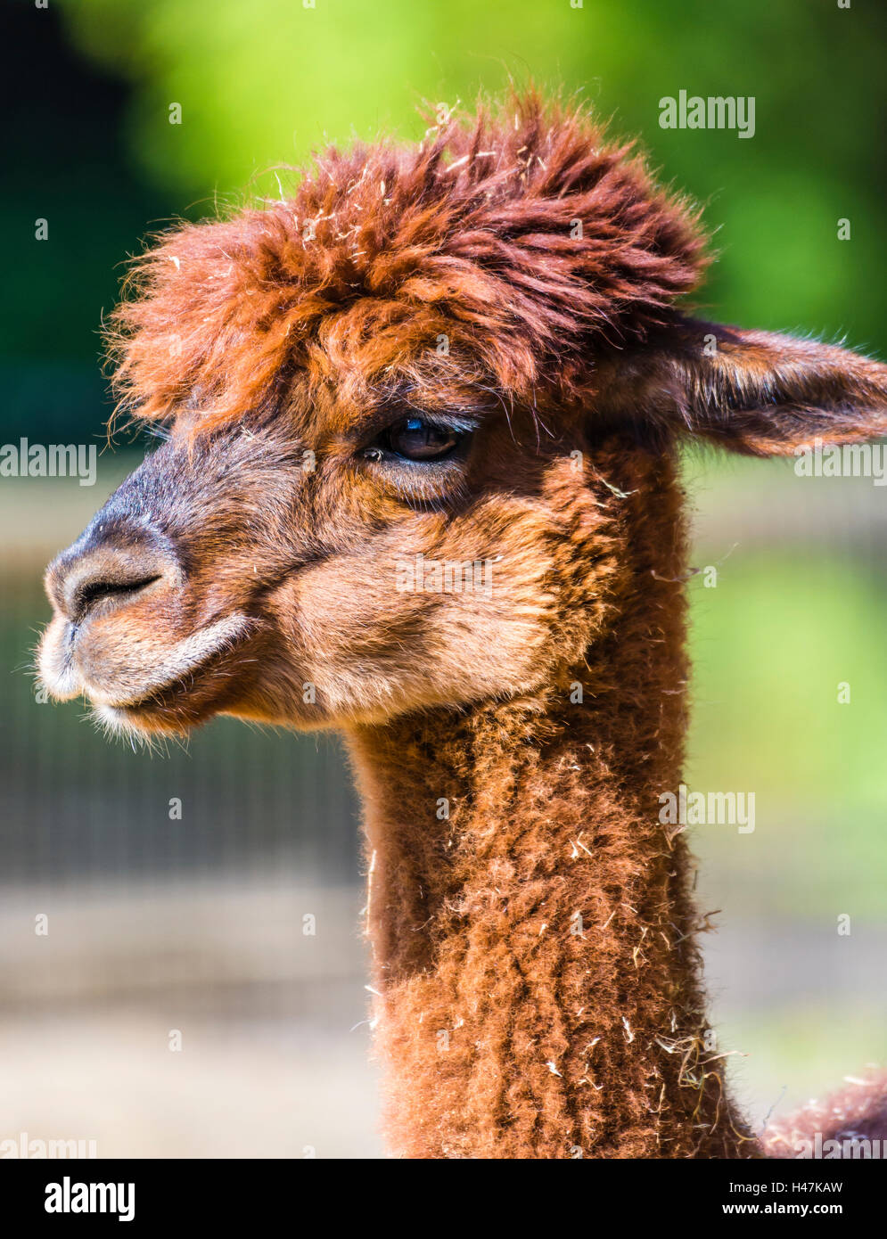 Red llama hi-res stock photography and images - Alamy