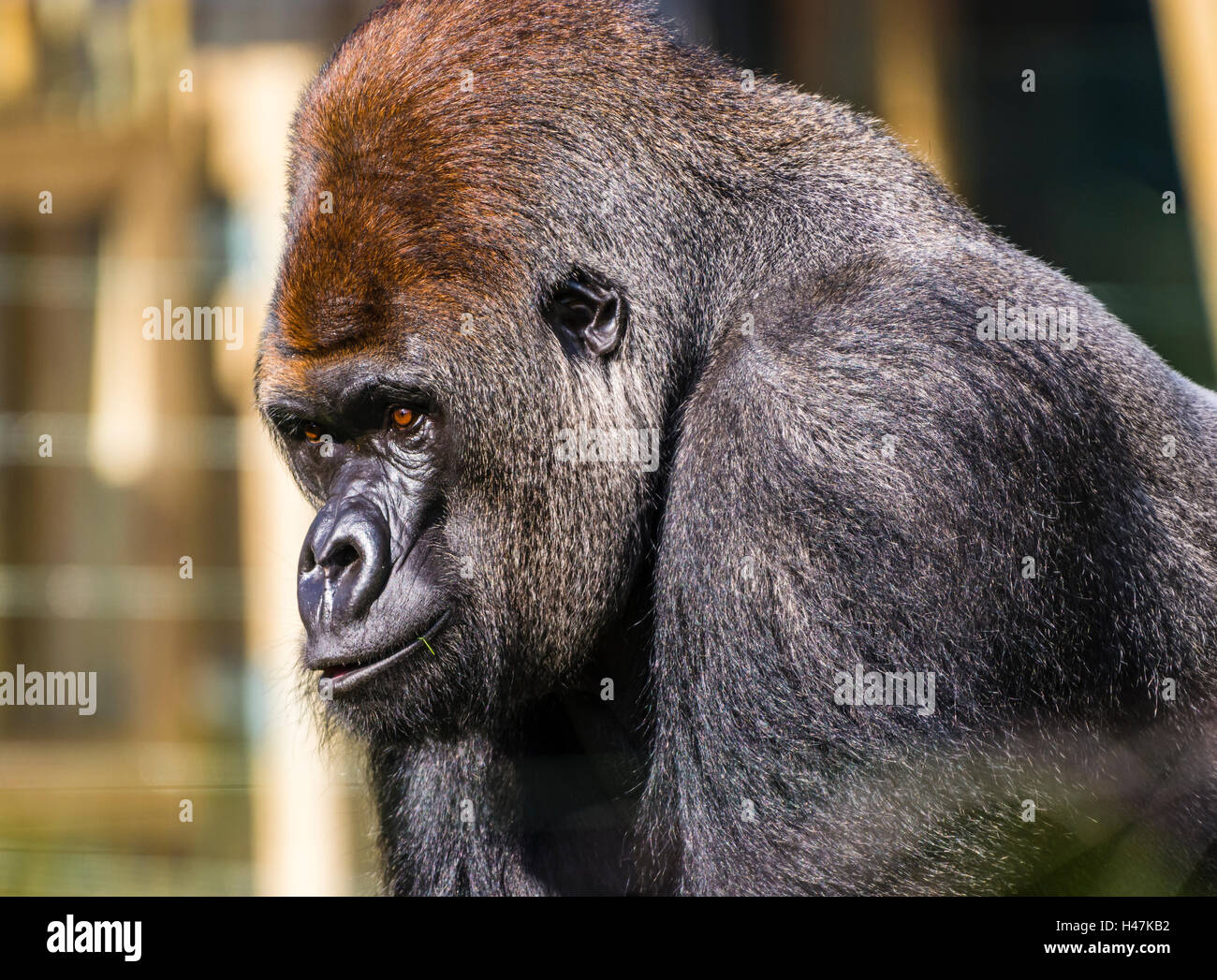 Silverback gorilla teeth hi-res stock photography and images - Alamy
