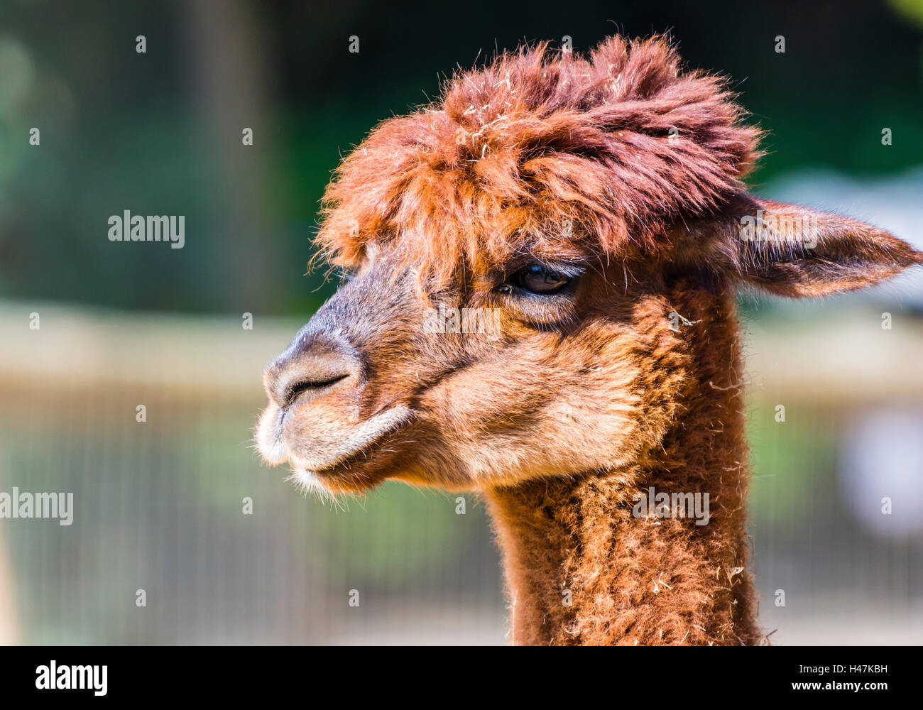 Red llama hi-res stock photography and images - Alamy