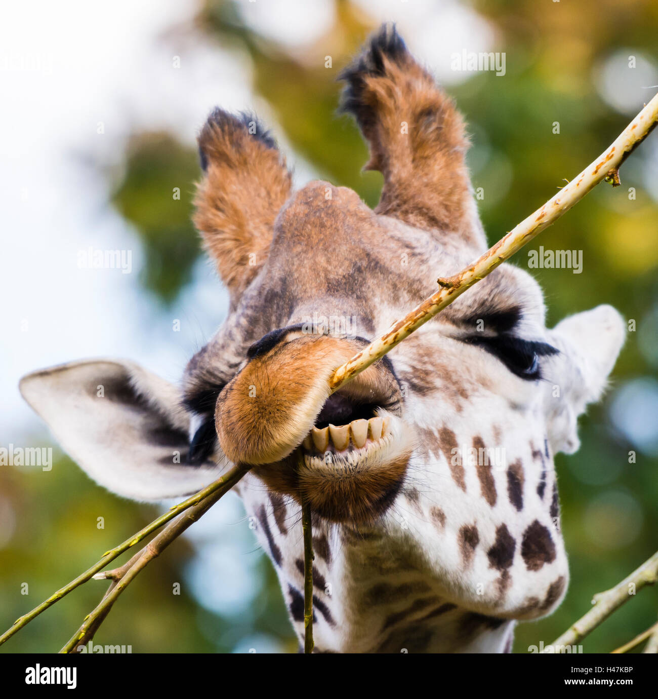 Giraffe mouth teeth hi-res stock photography and images - Alamy