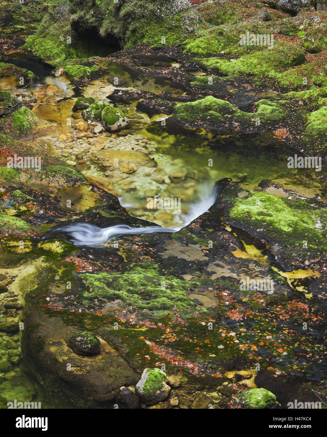 Germany, Bavaria, nature reserve Black brook, autumn, moss, brook ...