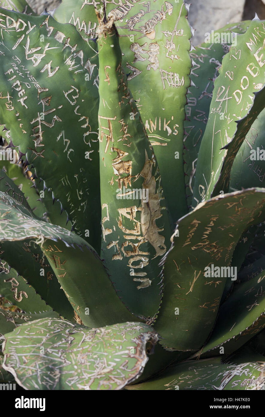 Spain, Majorca, cactus, name engraved Stock Photo - Alamy