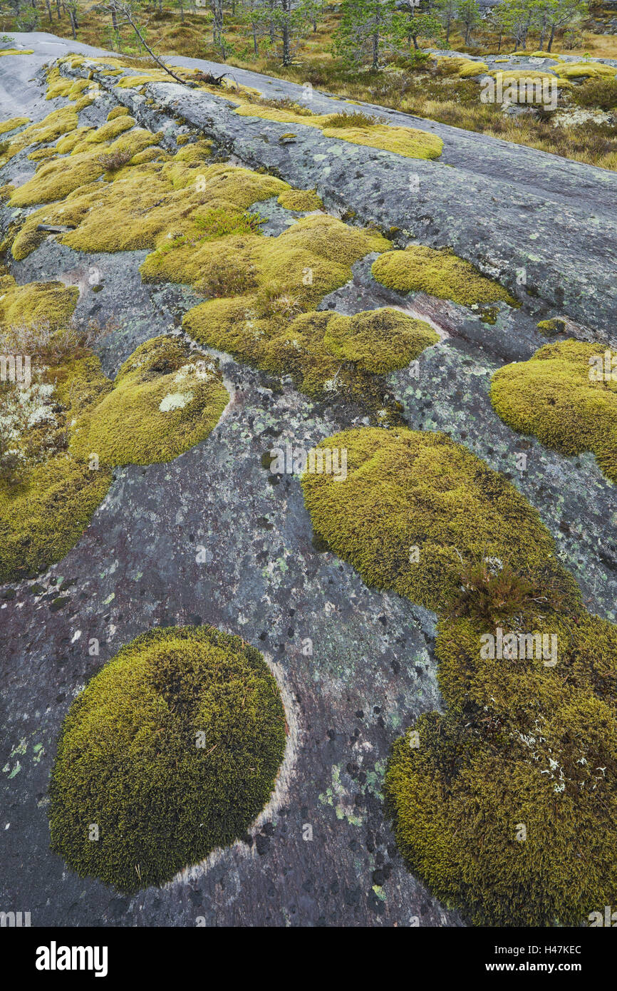 Norway, northern country, moss, rock Stock Photo - Alamy