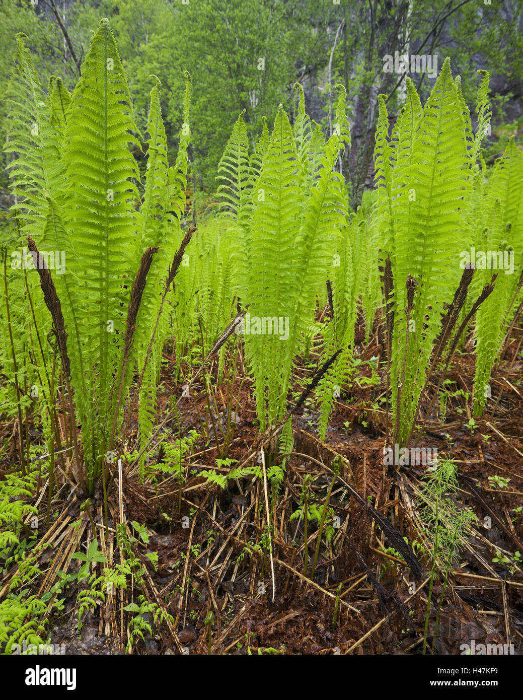 Wood fern hi-res stock photography and images - Alamy