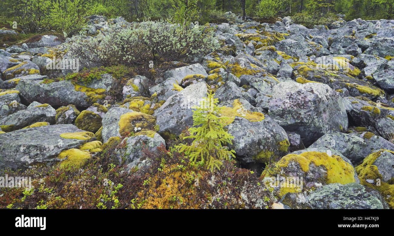 Sweden, Lapland, Stora Sjöfallet national park, forest, rock, moss ...