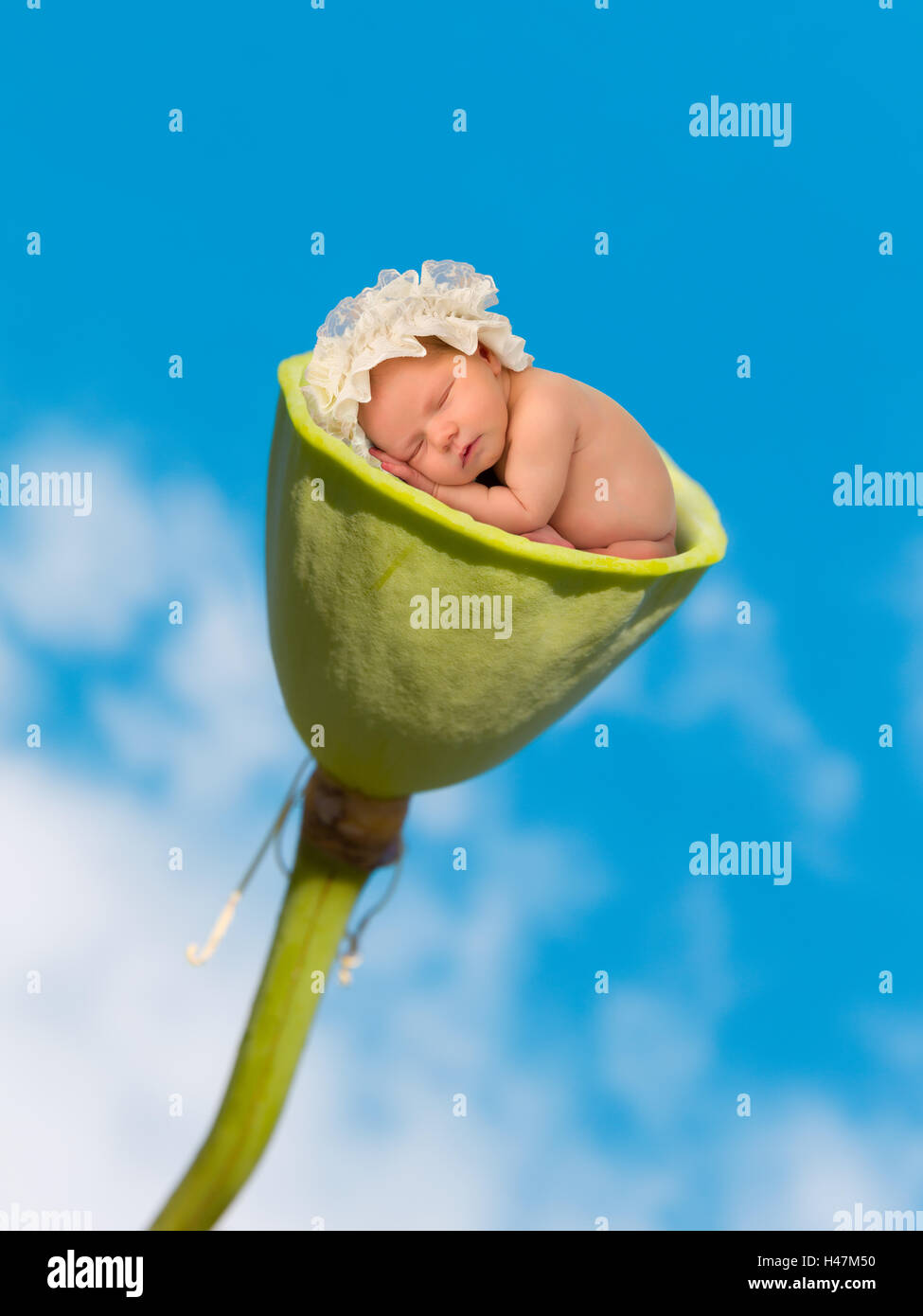 Adorable baby sleeping inside a lotus pod against a blue sky Stock ...
