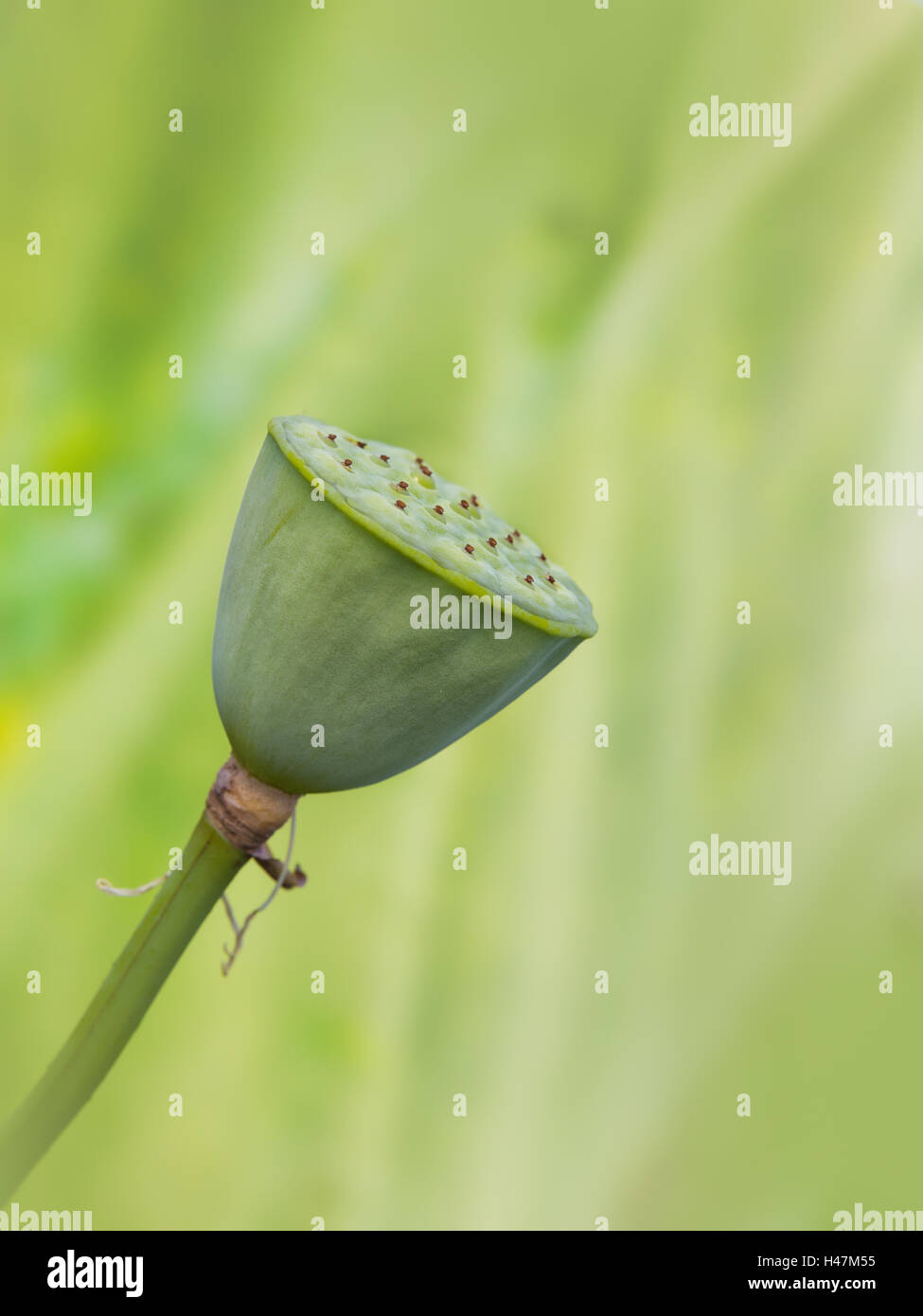 Nelumbo seeds hi-res stock photography and images - Alamy