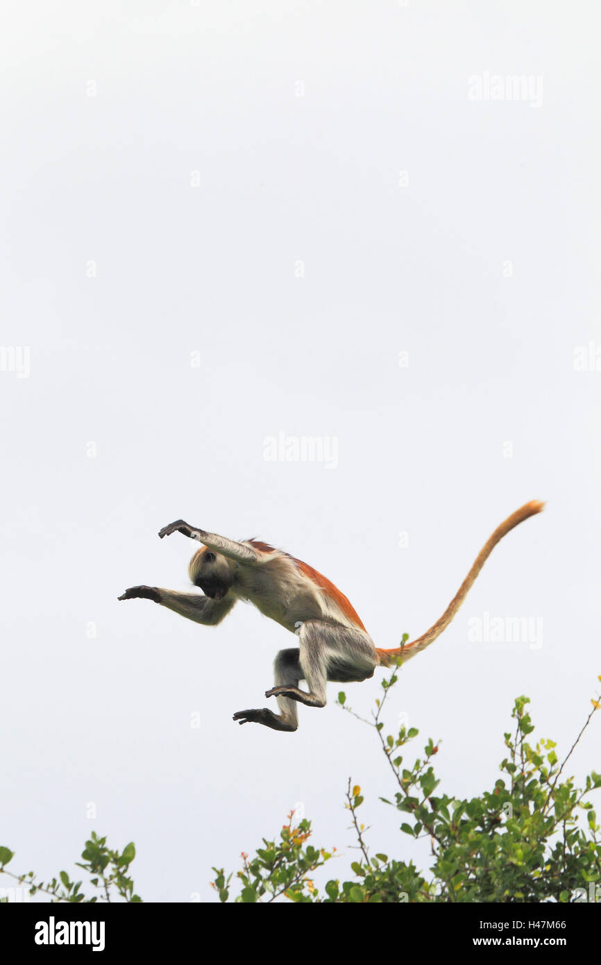 Zanzibar-stump monkey, tree, jump Stock Photo - Alamy
