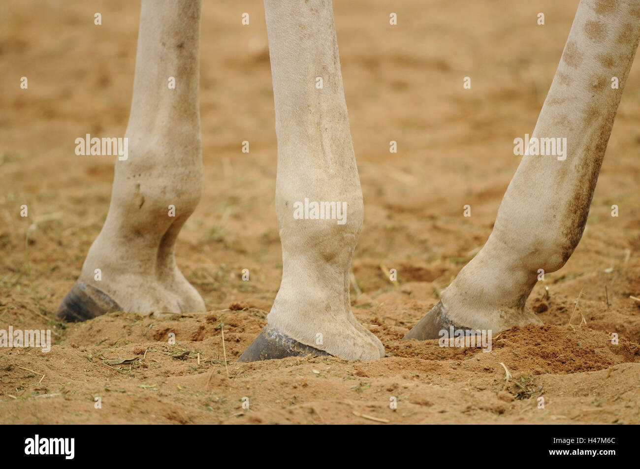 Network giraffe, Giraffa camelopardalis reticulata, feet, detail Stock ...