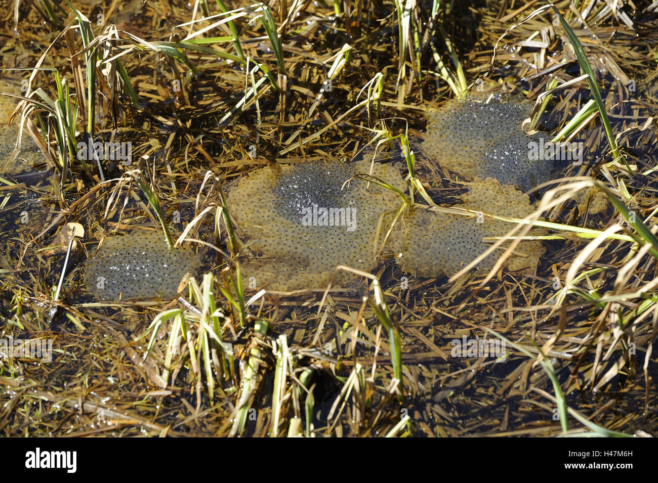 Frogspawn hi-res stock photography and images - Alamy