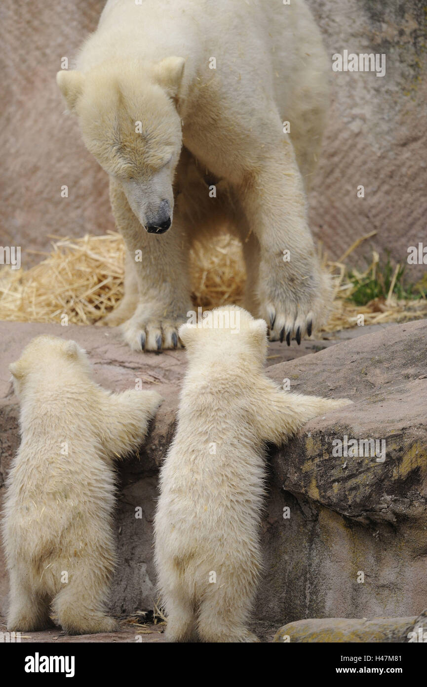 Animals without legs hi-res stock photography and images - Alamy