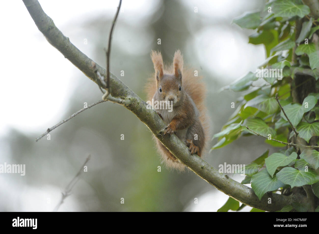 Red squirrel sciurus vulgaris back hi-res stock photography and images ...