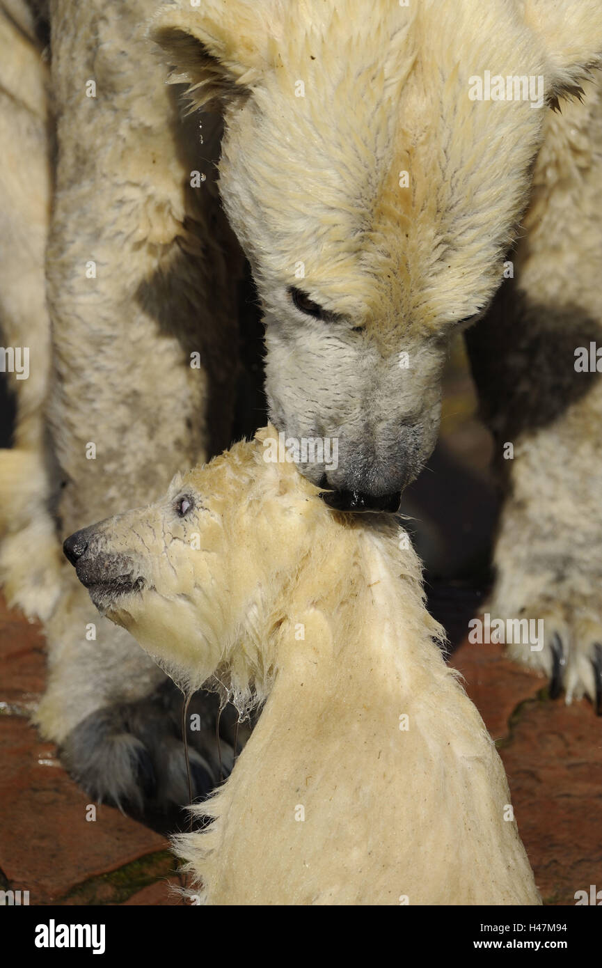 Polar bears, Ursus maritimus, mother animal, young animal Stock Photo ...