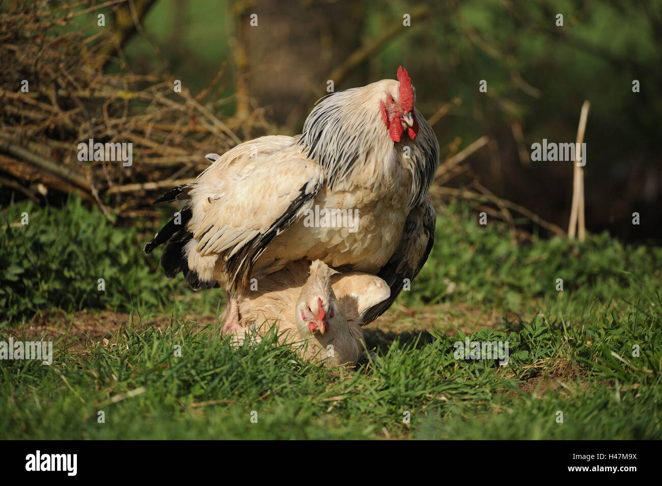 House chicken, tap, mating, Gallus gallus domesticus Stock Photo - Alamy