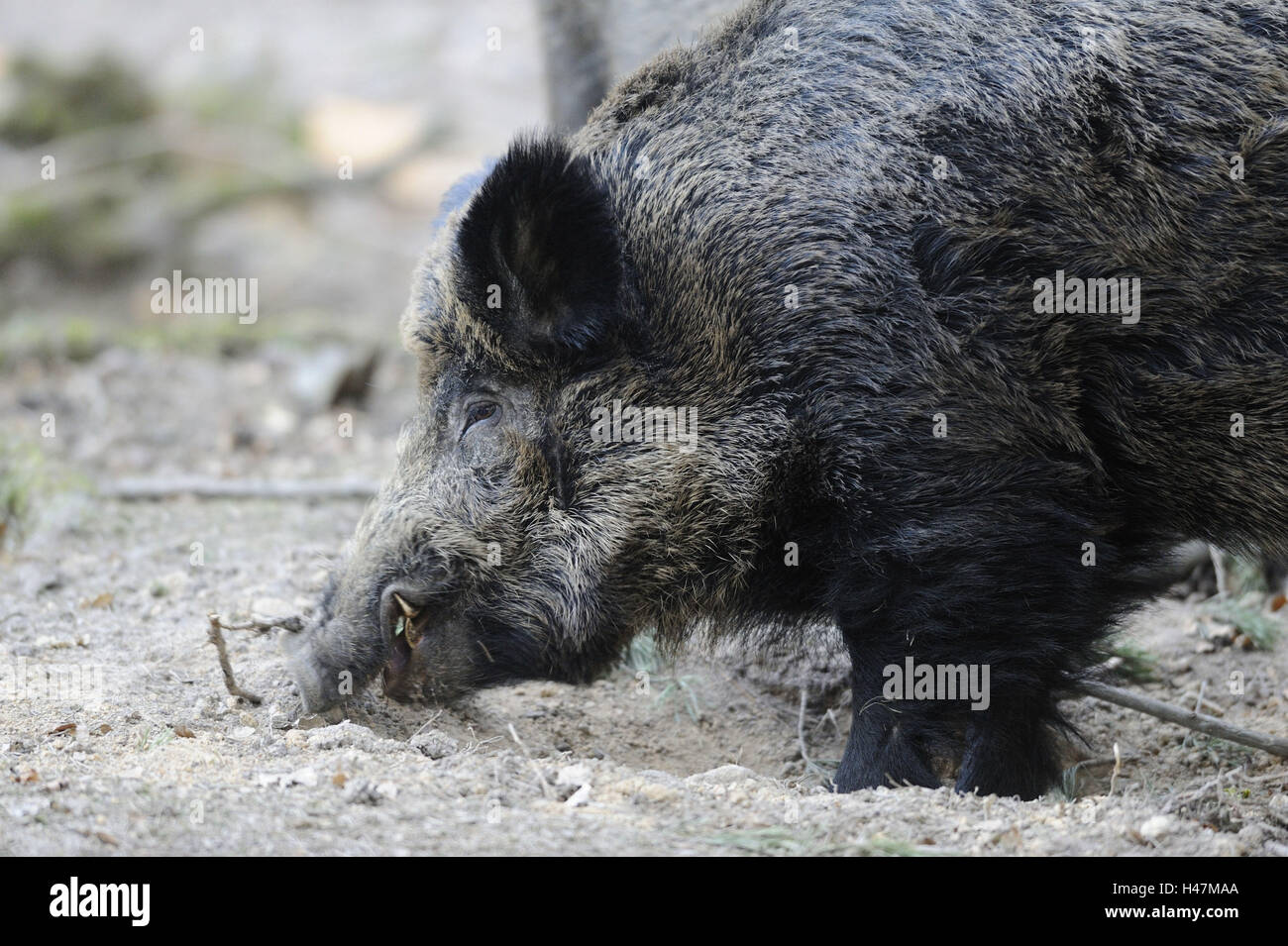 Wild boar, Sus scrofa, boar, portrait, side view Stock Photo - Alamy