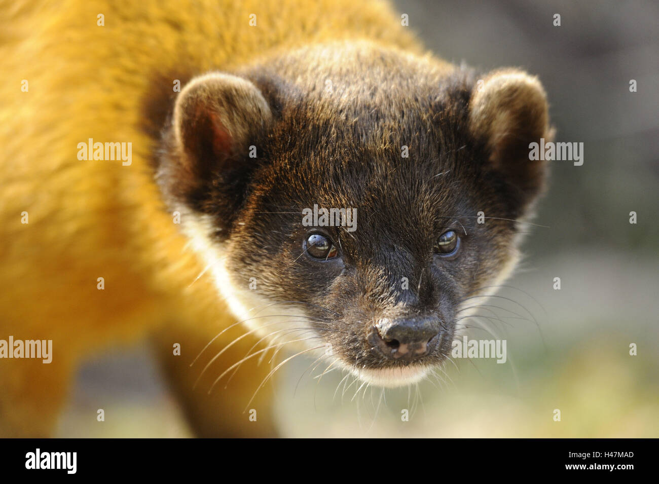 Real coloured martens hi-res stock photography and images - Alamy