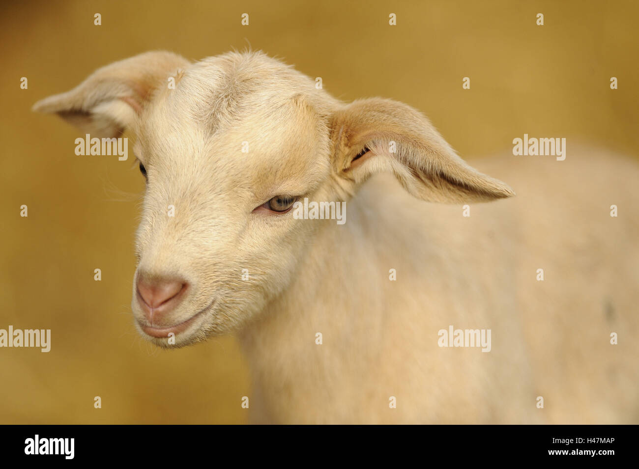 House goat, Capra aegagrus hircus, kids, portrait Stock Photo - Alamy