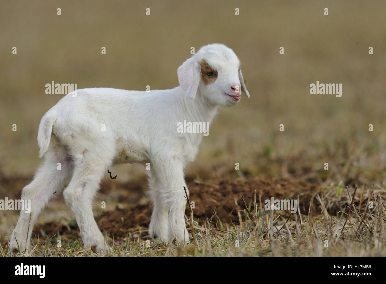 Boers hi-res stock photography and images - Alamy