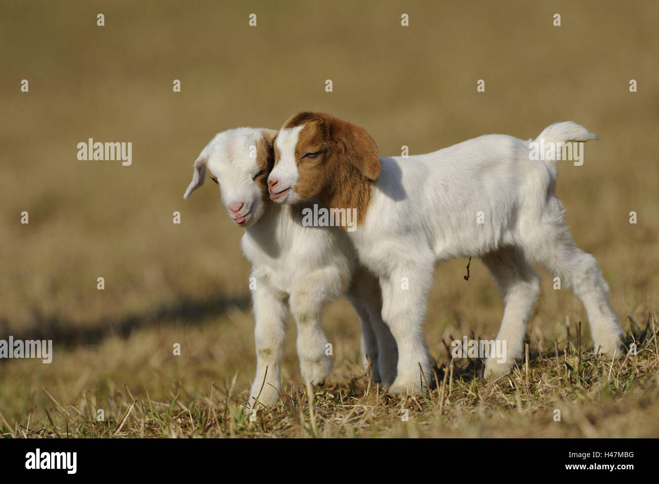 Cuddling goats hi-res stock photography and images - Alamy